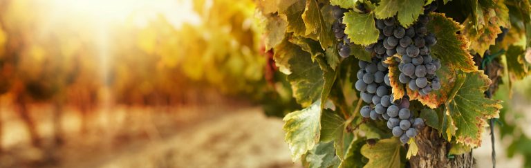 turul winery Archives